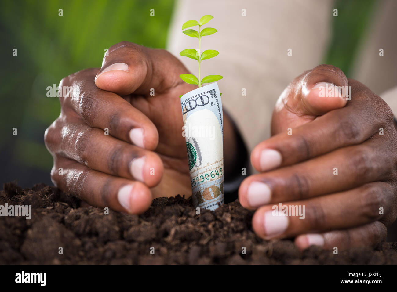 Money rolled leaf plant hi-res stock photography and images - Alamy