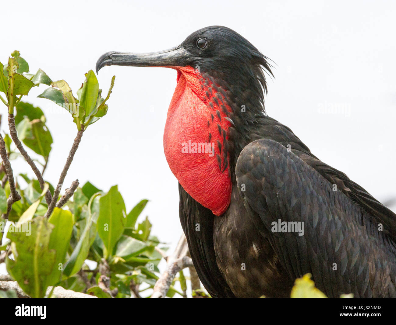 Male frigate bird with red gullet for mating season Stock Photo - Alamy