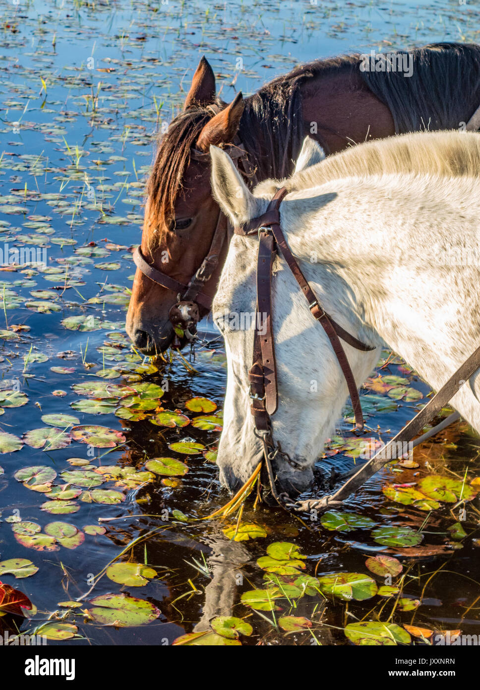 Horses in a swamp hi-res stock photography and images - Alamy