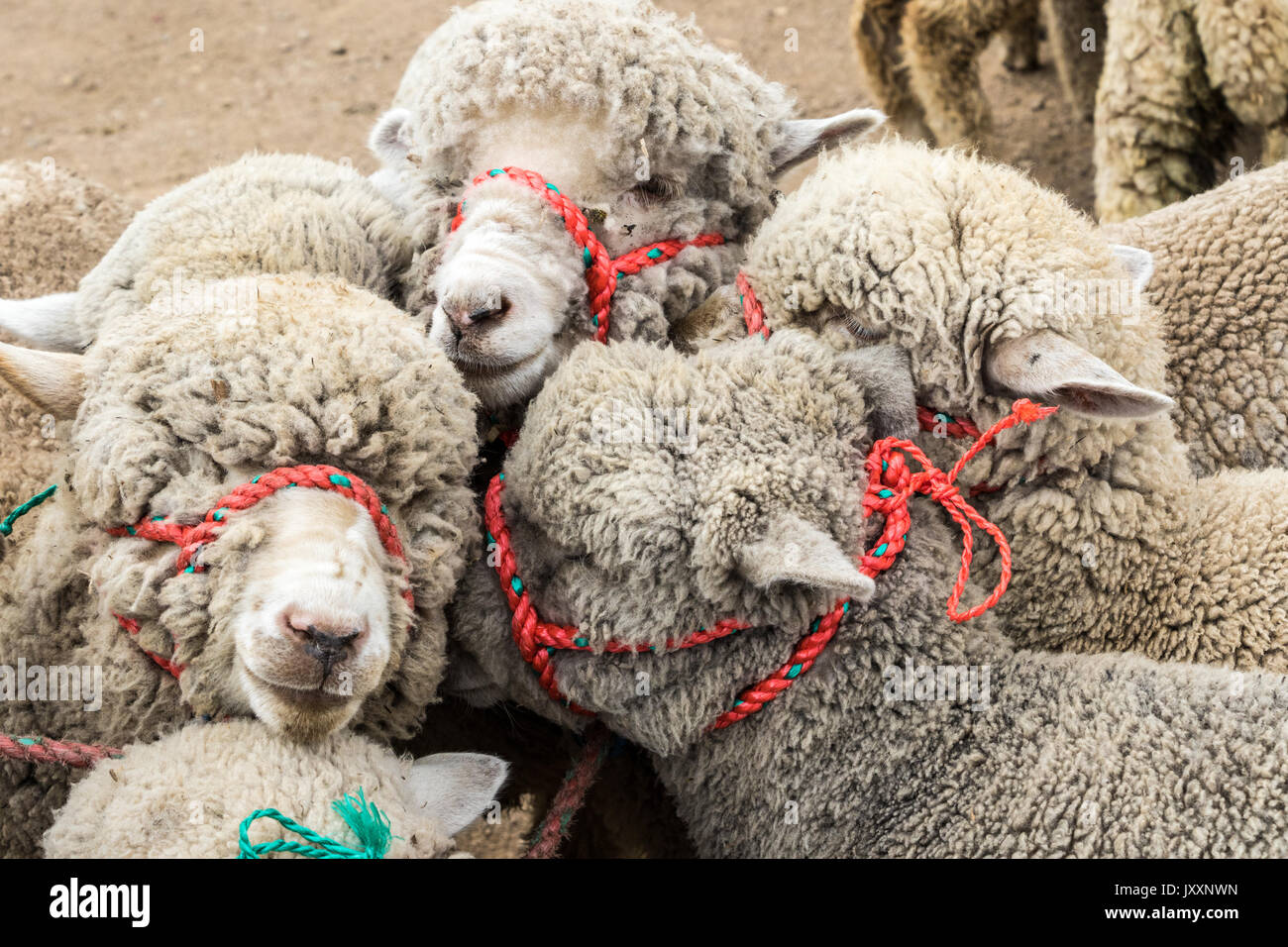 Sheep tied hi-res stock photography and images - Alamy