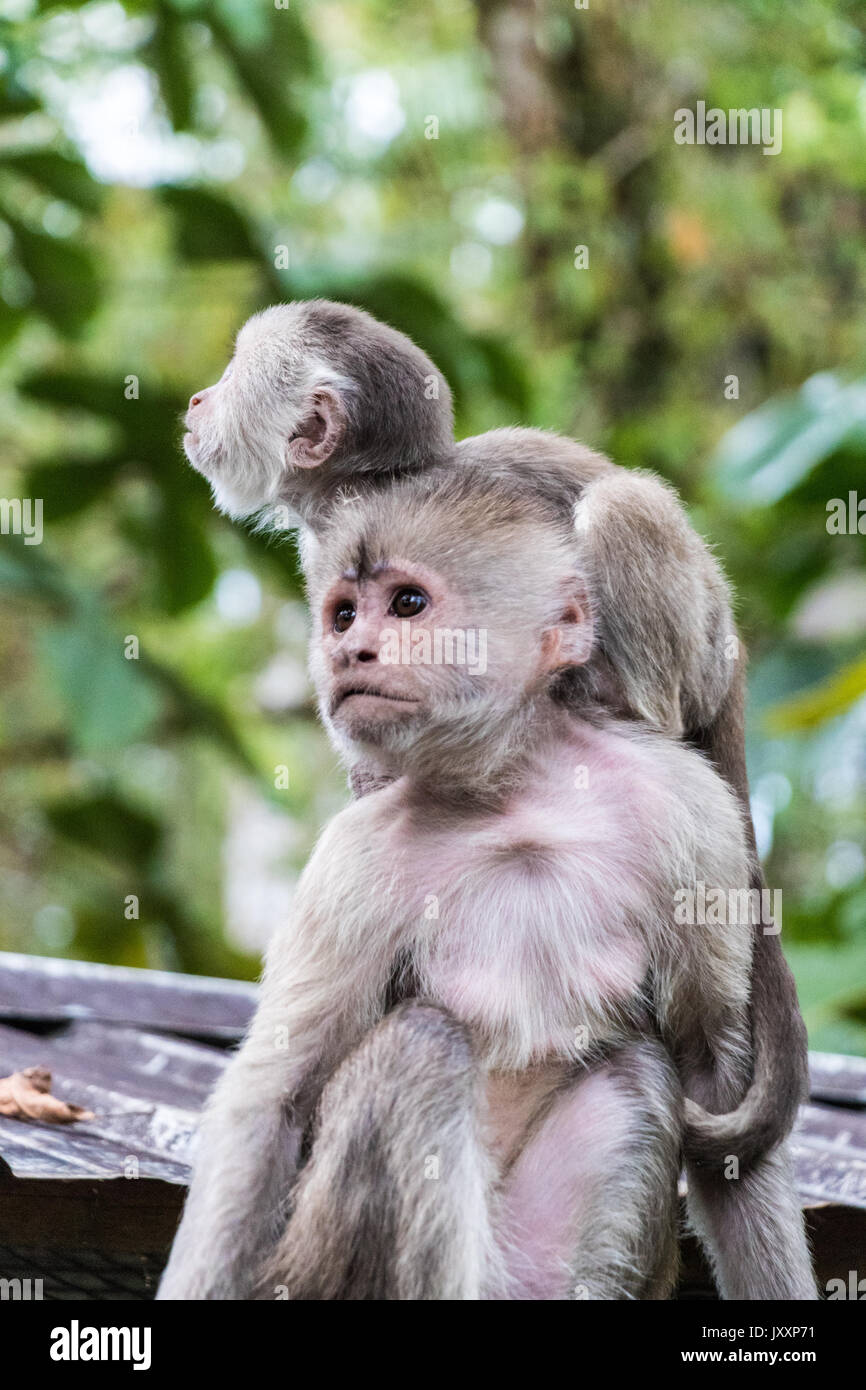 Baby monkey clings to head of mother Stock Photo - Alamy