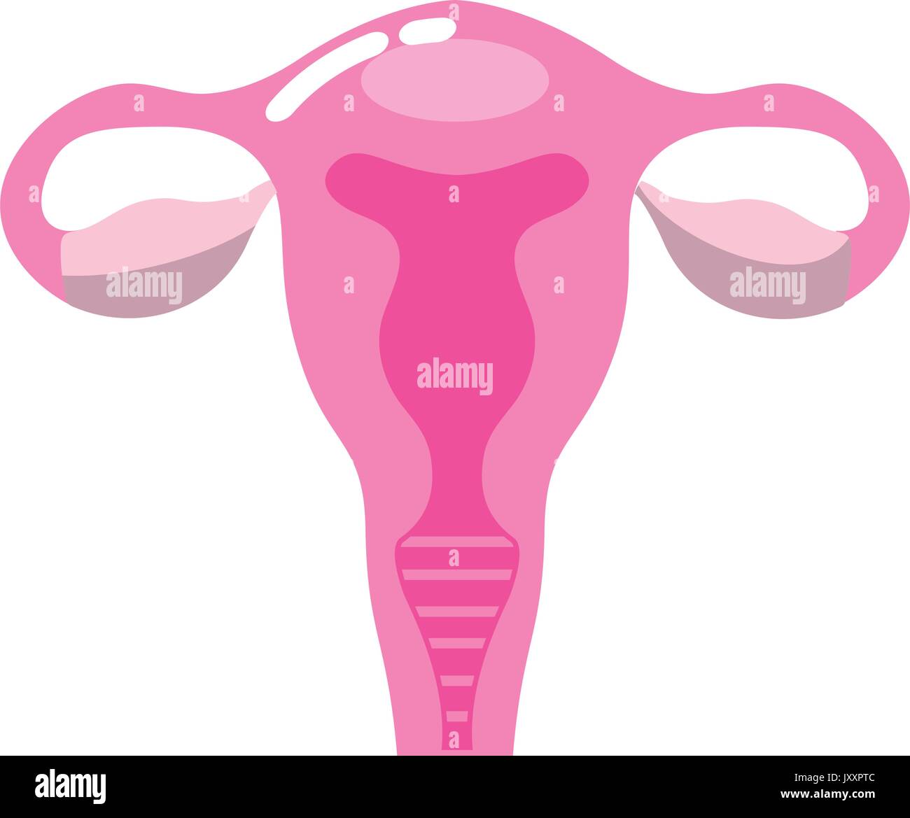 Fallopian Tubes High Resolution Stock Photography and Images - Alamy