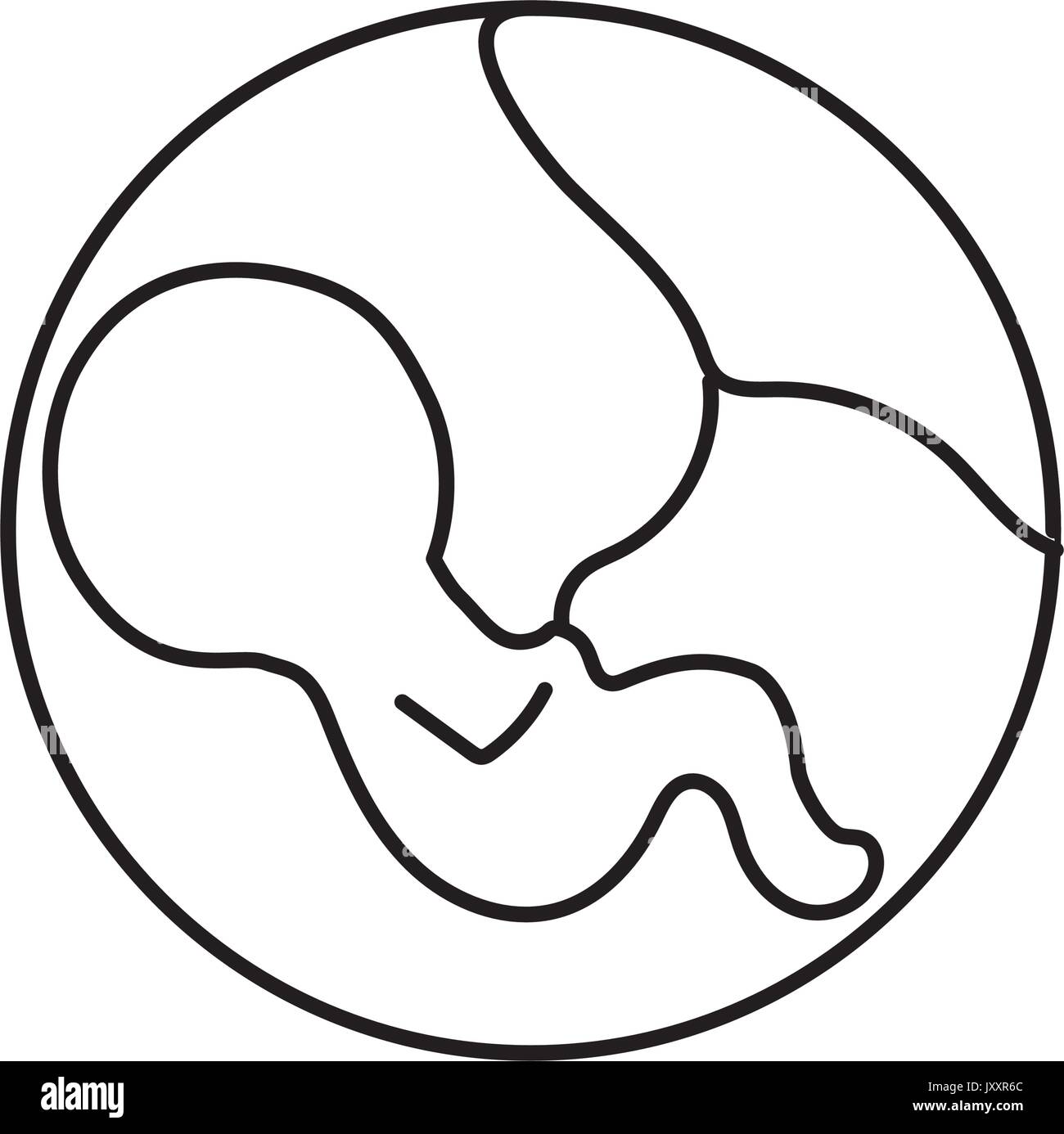 line baby with umbilical cord inside mothers uterus Stock Vector Image ...