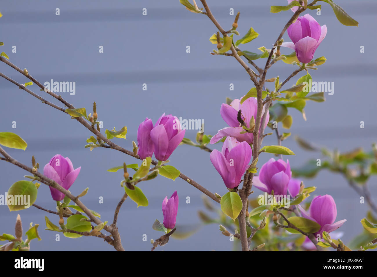 Red magnolia (Magnolia liliiflora) bloomed in spring Stock Photo - Alamy