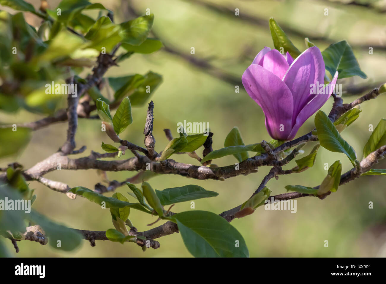Red magnolia (Magnolia liliiflora) bloomed in spring Stock Photo - Alamy