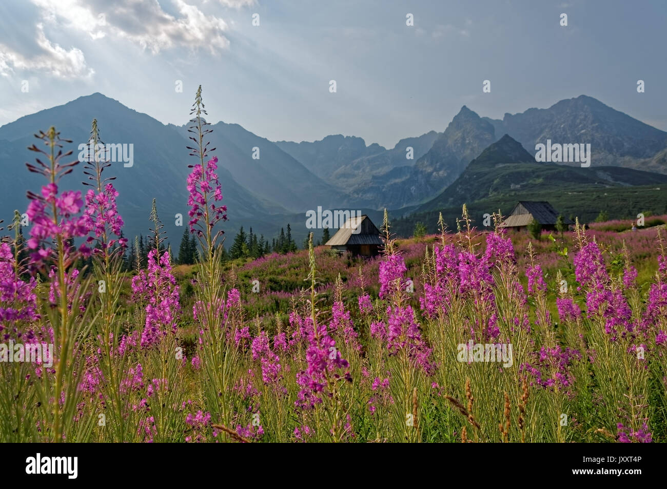 Gasienicowa valley in Tatra Mountains, Poland. Beautiful violet flowers ...