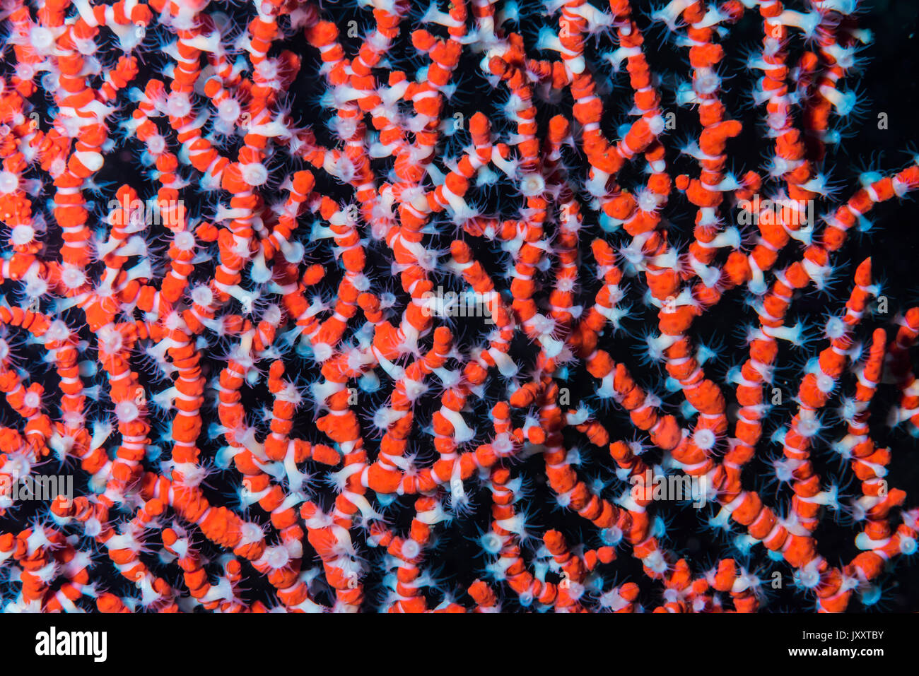 Ring sea anemones hi-res stock photography and images - Alamy