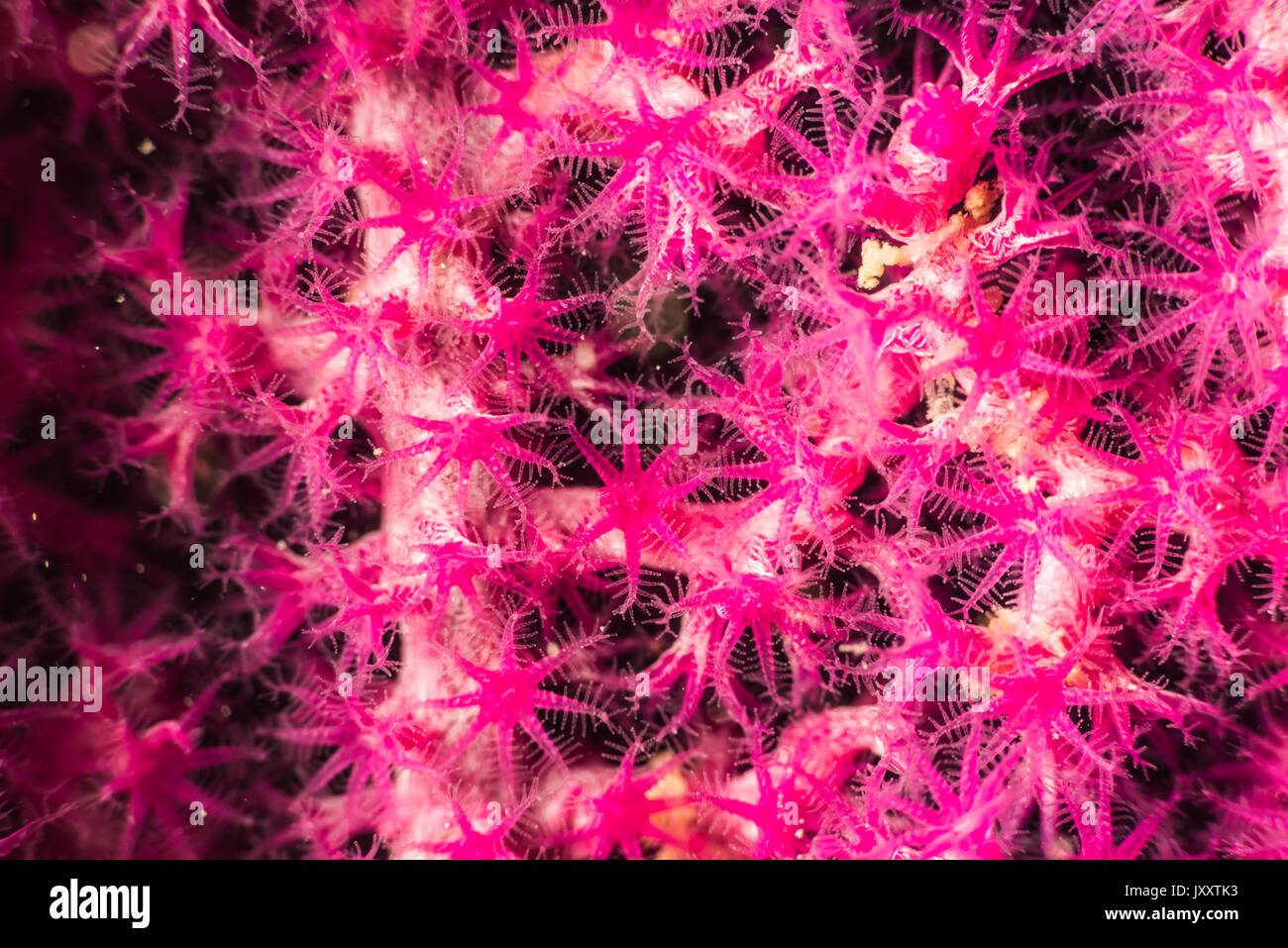 Softcoral hi-res stock photography and images - Alamy