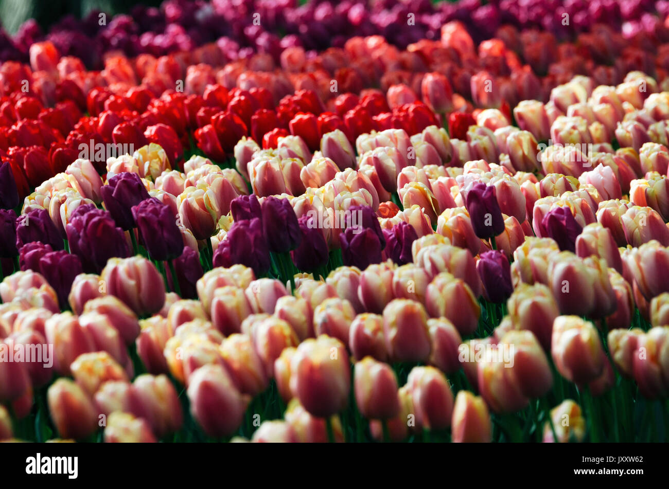 Rows of red, pink and purple tulips grow on the field in Keukenhof, The ...