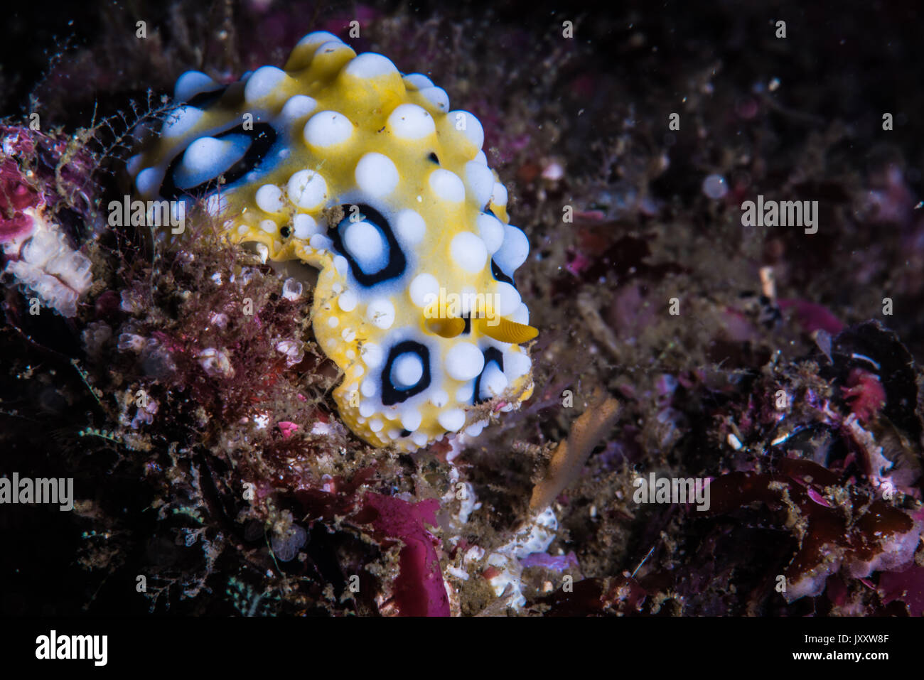 Phyllidia Ocellata High Resolution Stock Photography and Images - Alamy