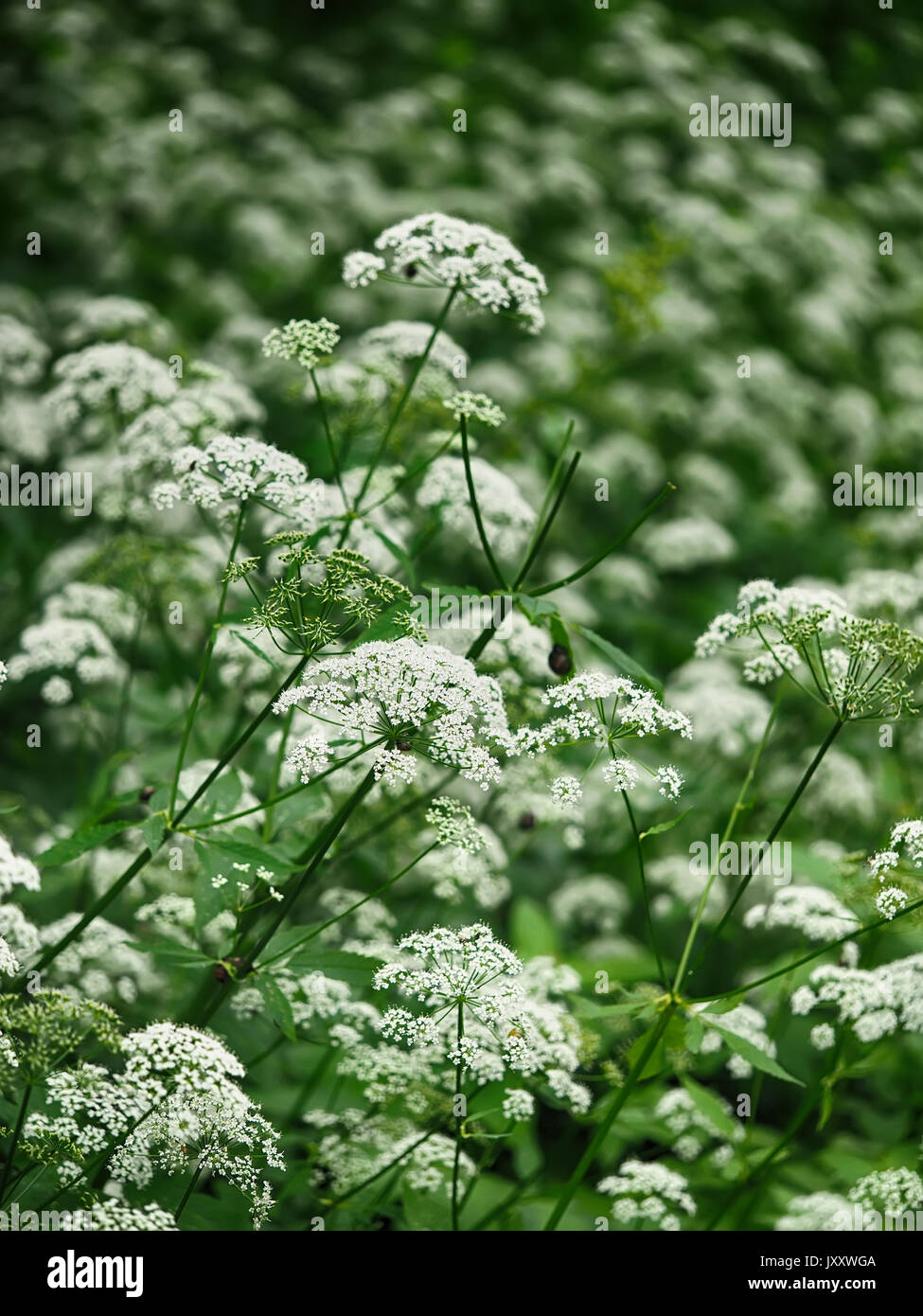 Blooming aegopodium podagraria grass in hi-res stock photography and ...