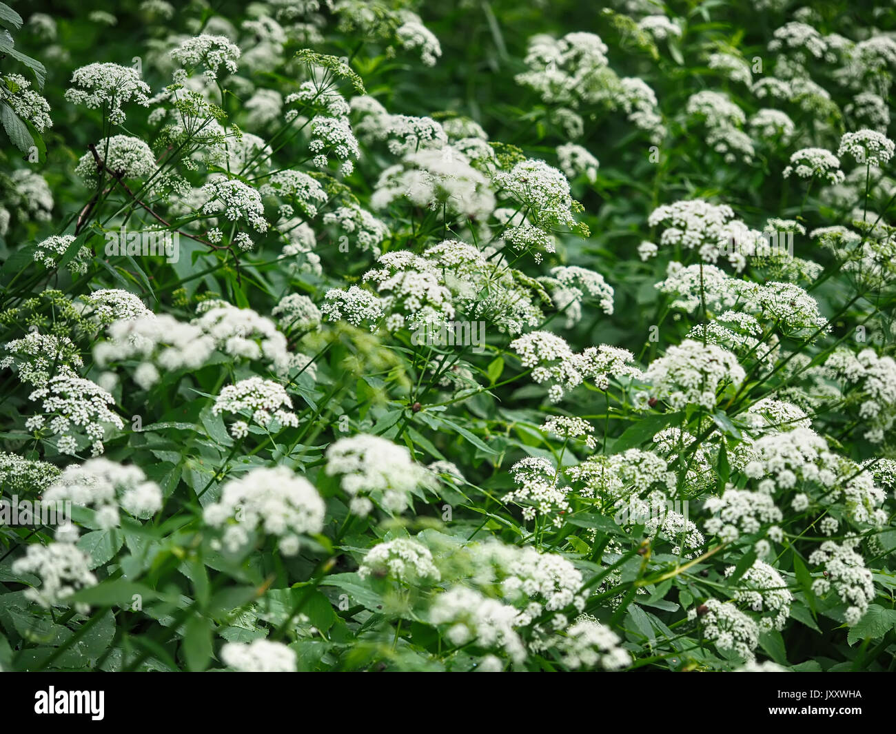 Blooming aegopodium podagraria grass in hi-res stock photography and ...