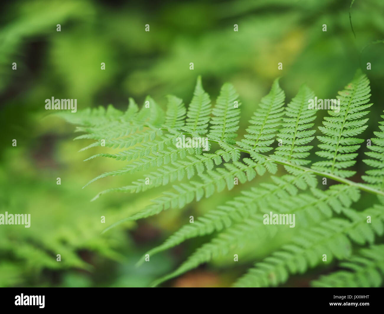 Fern in the forest Stock Photo - Alamy