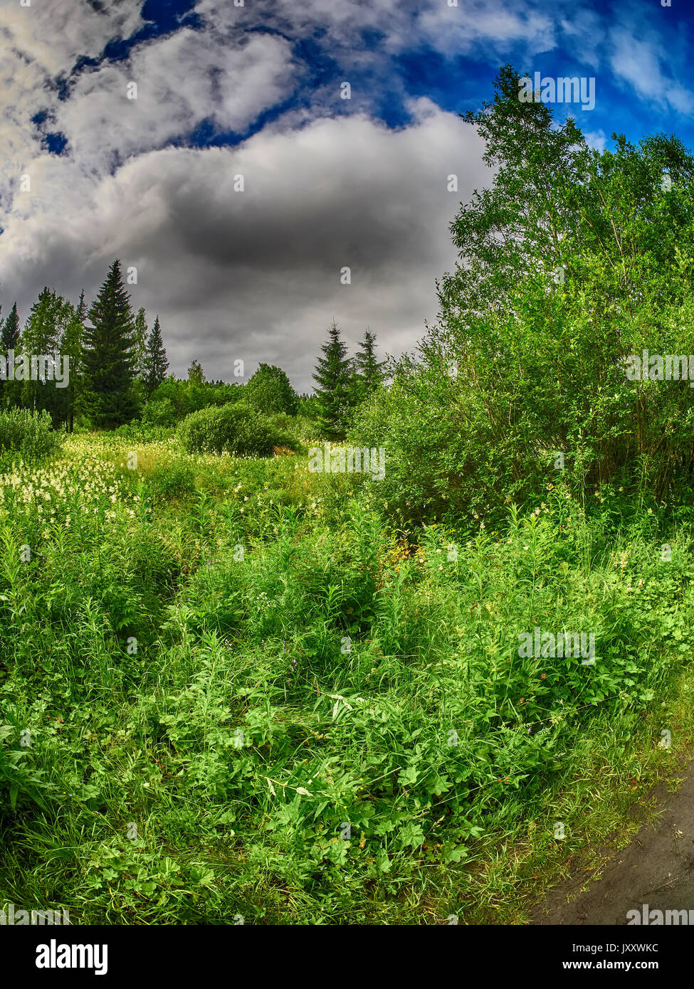 Glade in the forest Stock Photo - Alamy