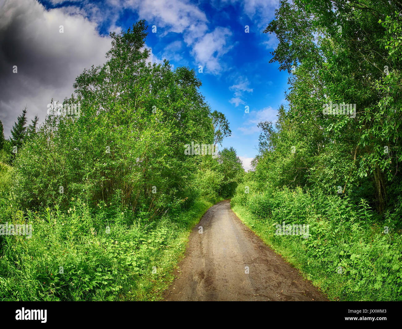 Road in the forest Stock Photo - Alamy