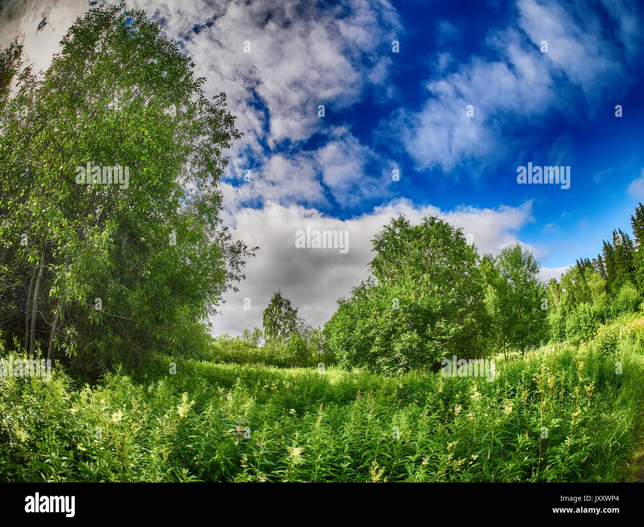 Glade in the forest Stock Photo - Alamy