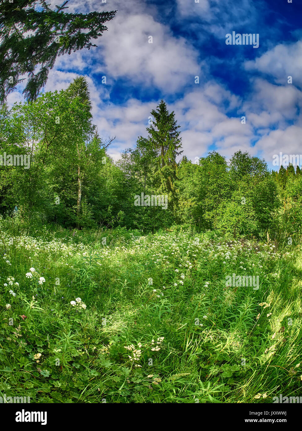 Glade in the forest Stock Photo - Alamy