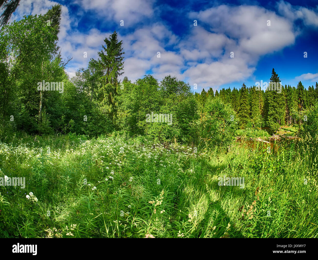 Glade in the forest Stock Photo - Alamy