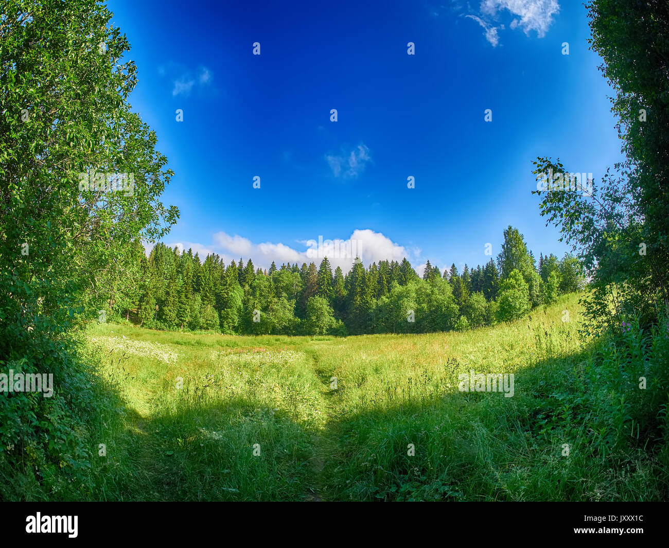 Glade in the forest Stock Photo - Alamy