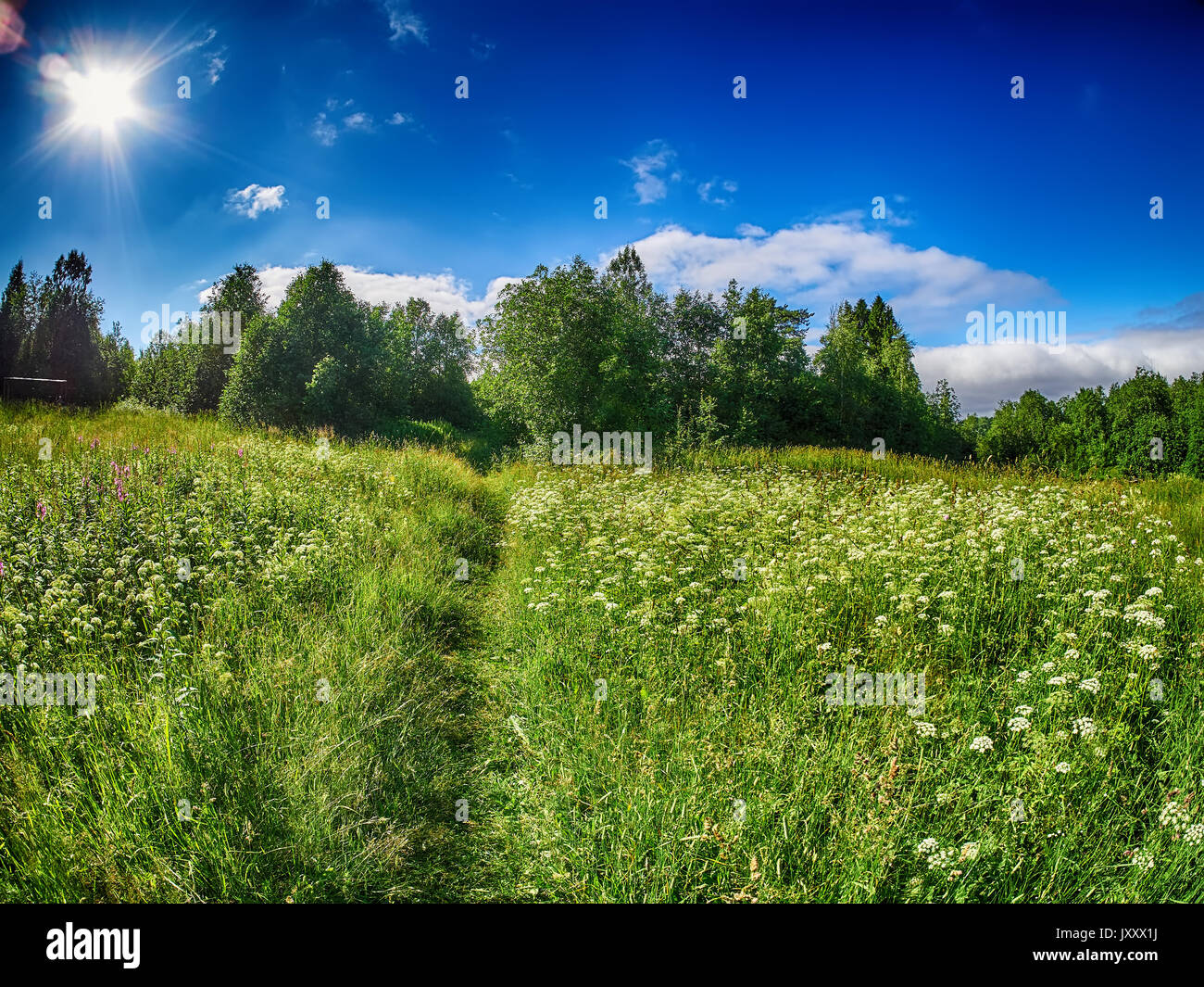 Glade in the forest Stock Photo - Alamy