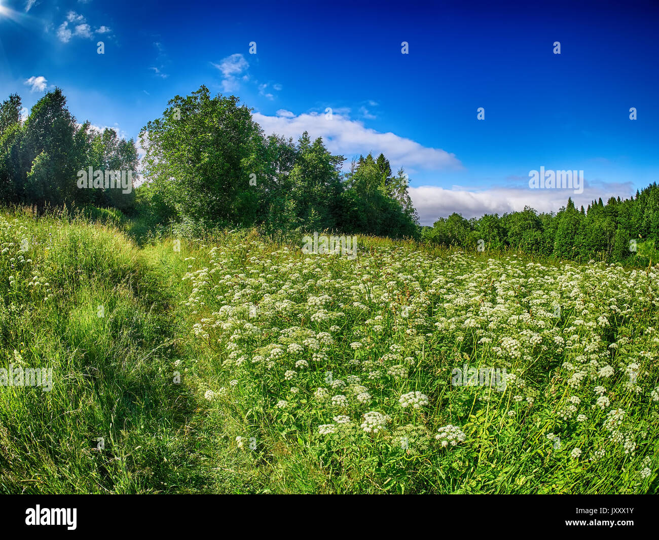 Glade in the forest Stock Photo - Alamy