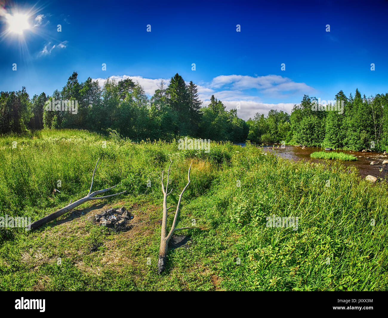 Glade in the forest Stock Photo - Alamy
