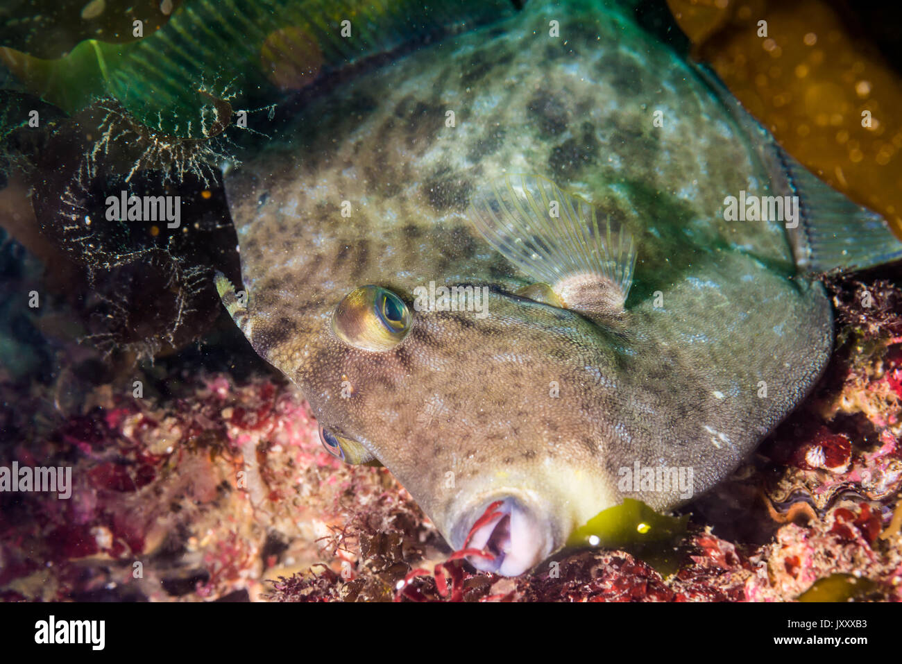 Thamnaconus modestus hi-res stock photography and images - Alamy