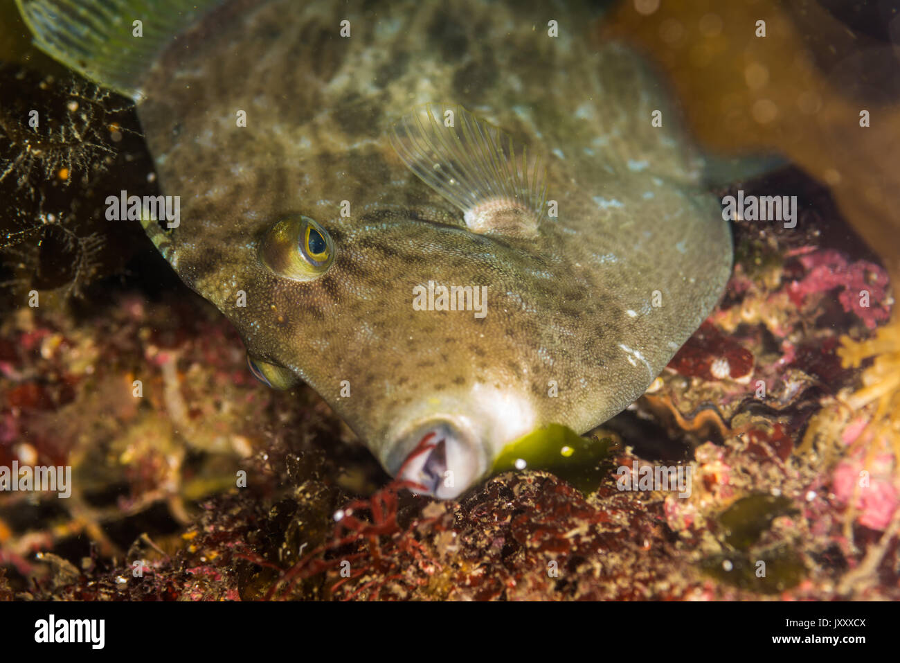 Thamnaconus modestus hi-res stock photography and images - Alamy
