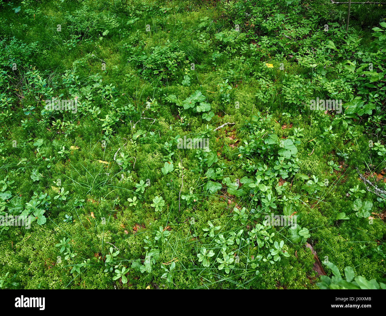 Grass in the forest Stock Photo - Alamy
