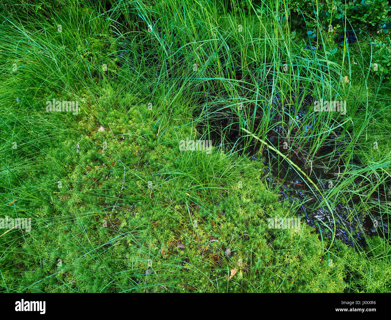 Grass in the forest Stock Photo - Alamy