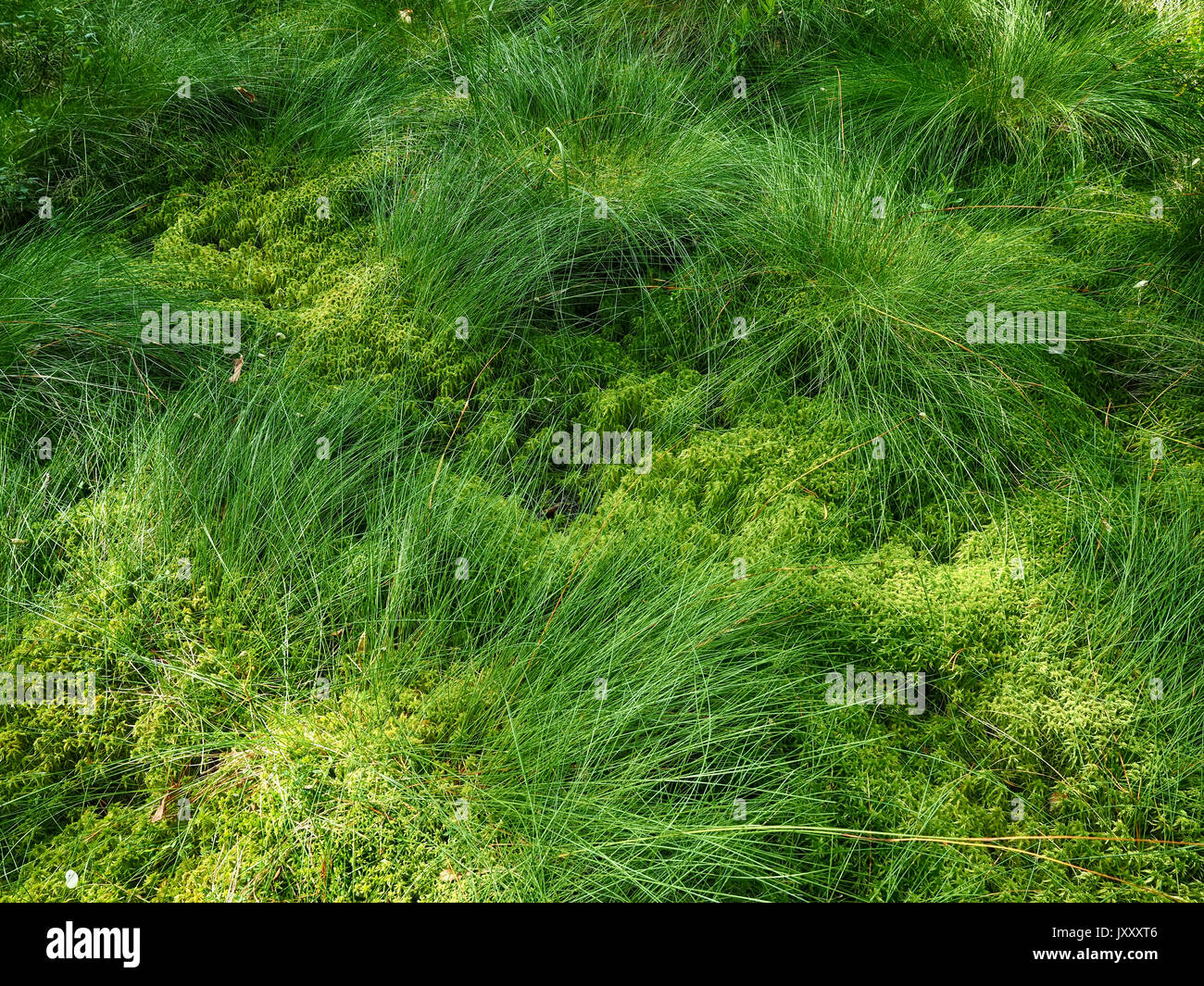 Grass in the forest Stock Photo - Alamy