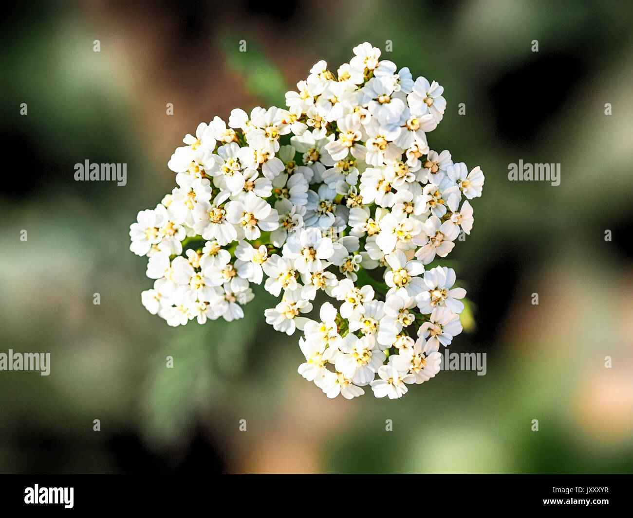 Yarrow in the forest Stock Photo - Alamy