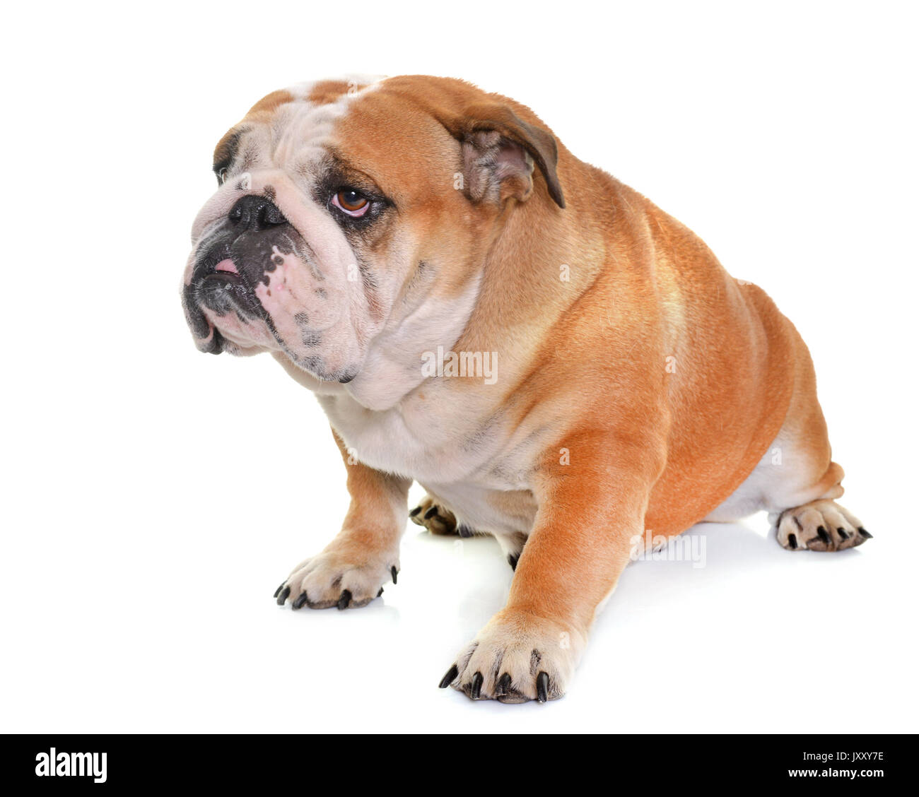 english bulldog in front of white background Stock Photo - Alamy