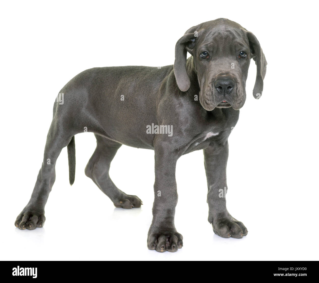 puppy great dane in front of white background Stock Photo - Alamy