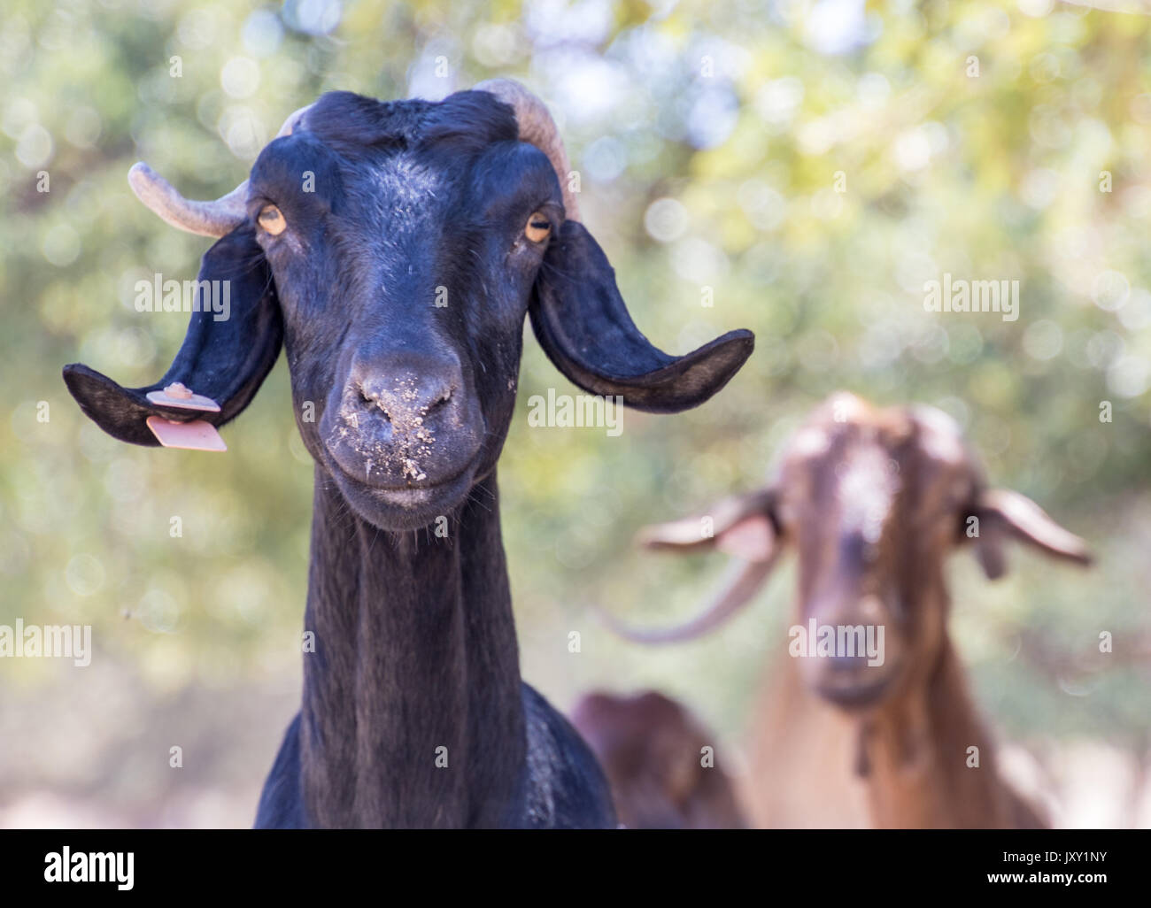 Two goats face camera with a curious expression Stock Photo - Alamy