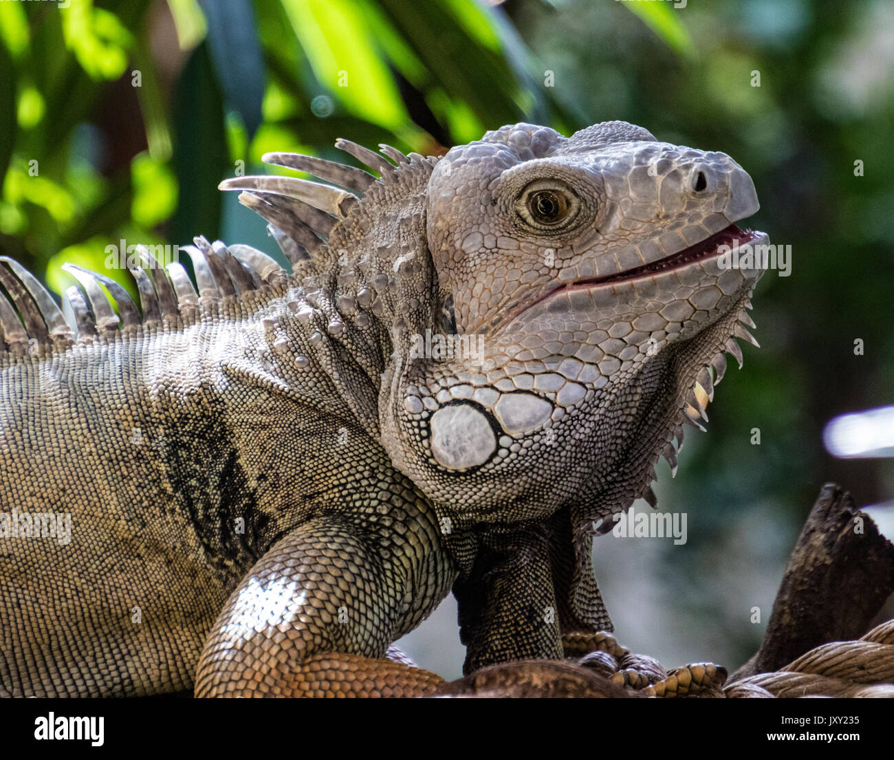 Front half of an iguana Stock Photo - Alamy