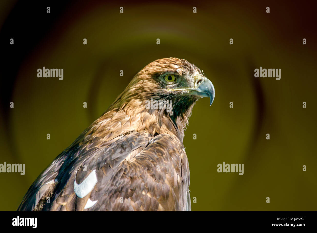 Image of a large bird of prey Stock Photo - Alamy