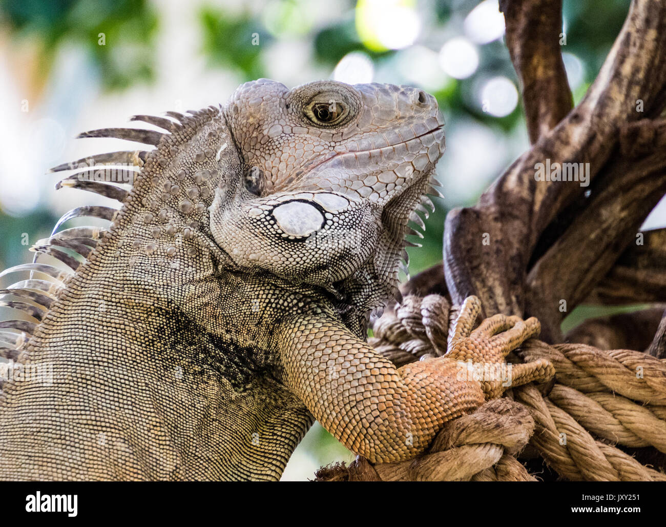 Front half of an iguana, climbing Stock Photo - Alamy