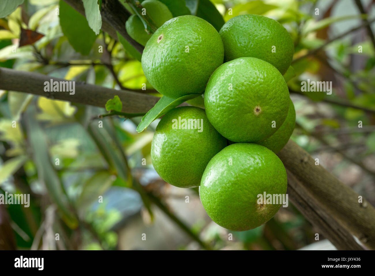 Summer lemon production hi-res stock photography and images - Alamy