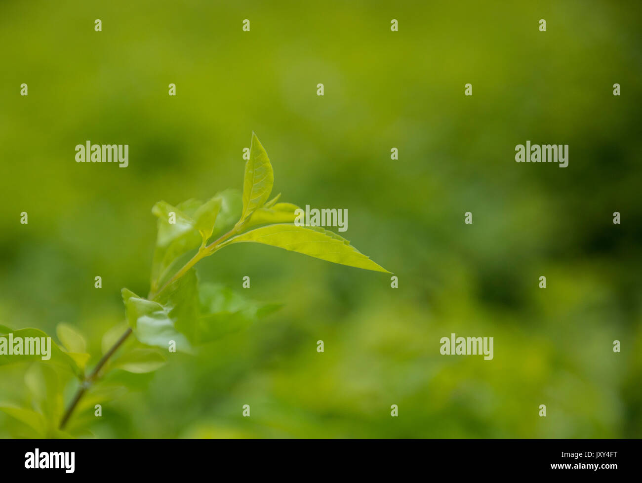 Fresh tea leaves close up Stock Photo - Alamy