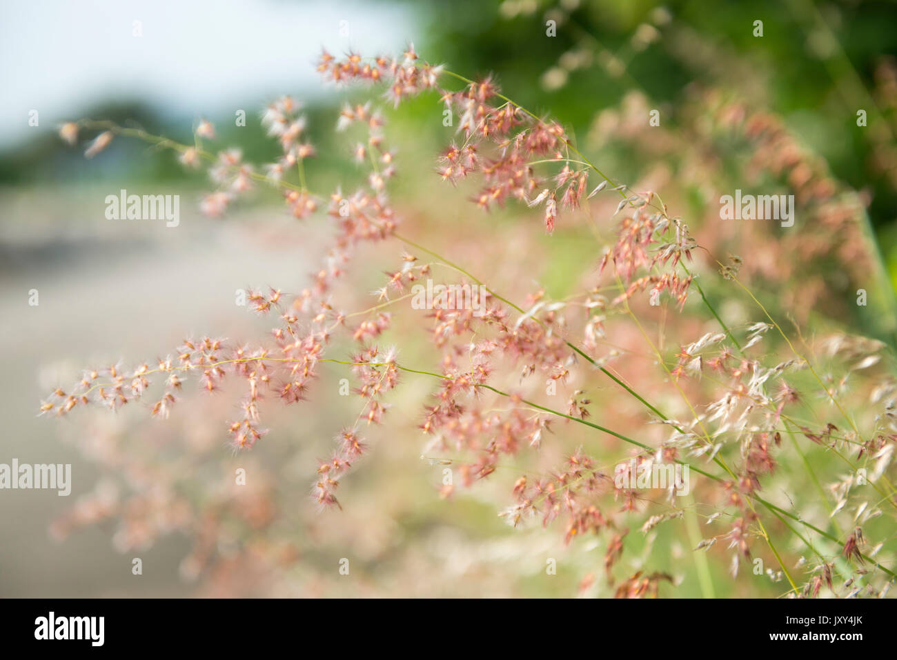 Beautiful flowers meadow Stock Photo - Alamy