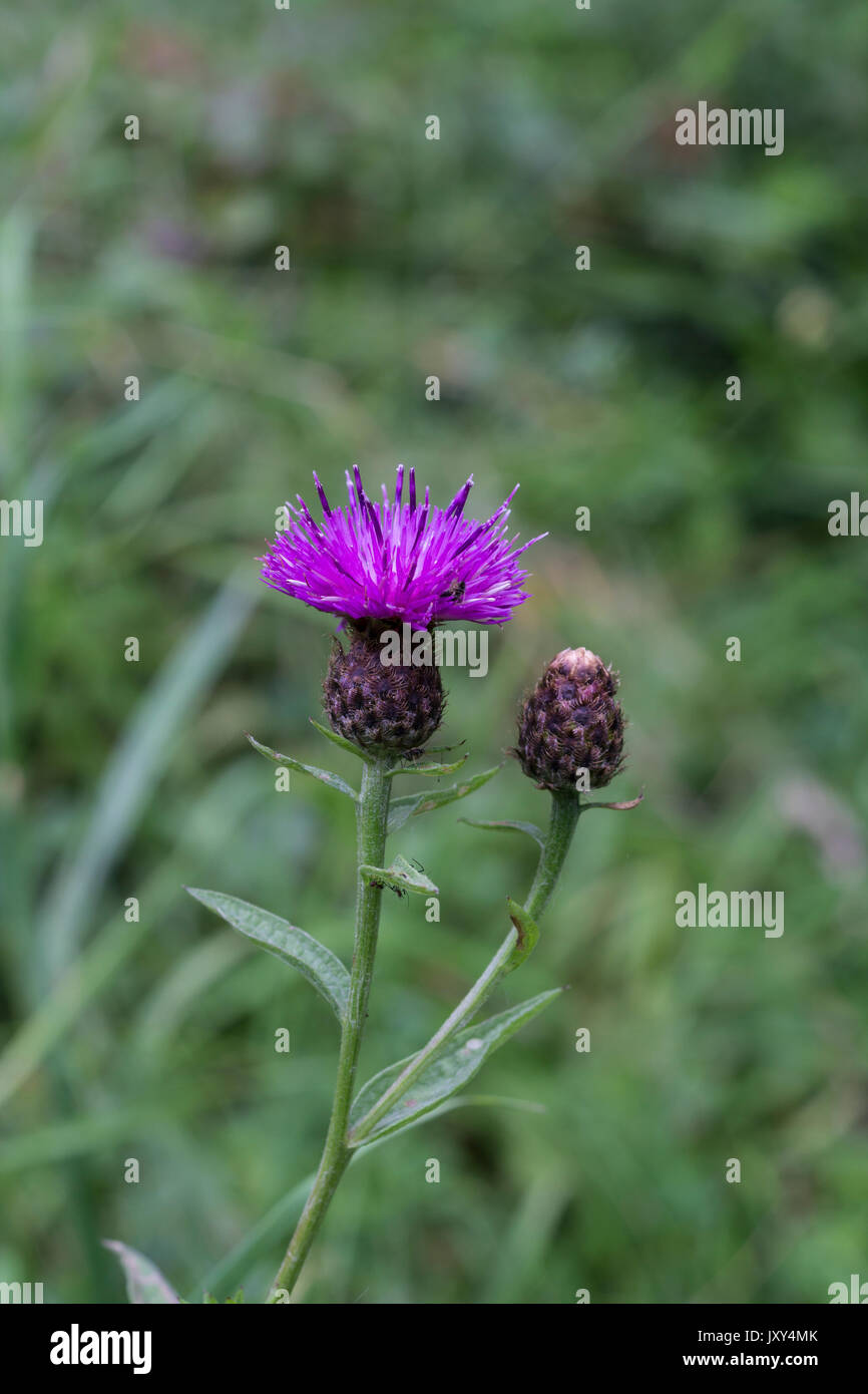 Knapweed purple flower hi-res stock photography and images - Alamy