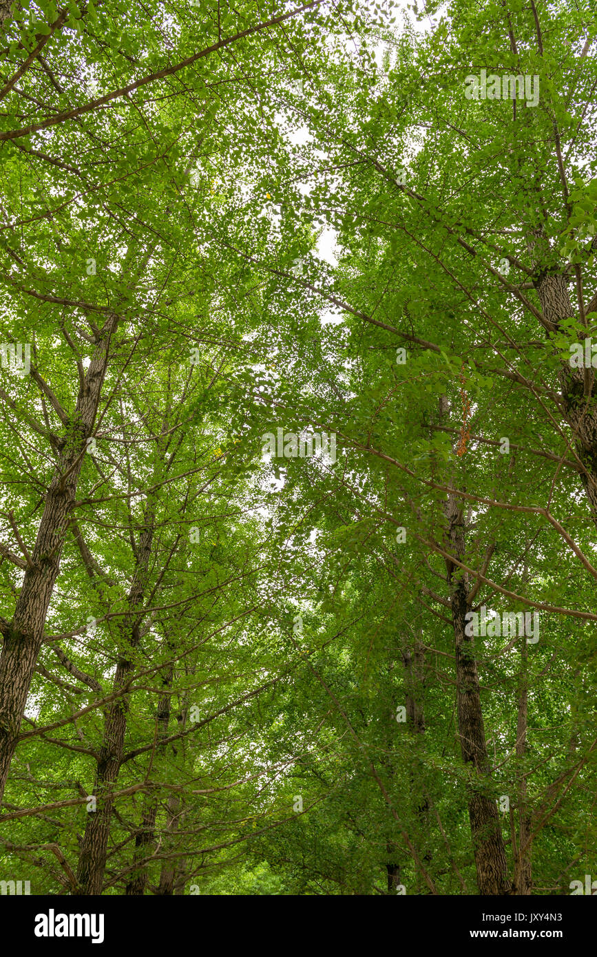 Spring tree branches with sunlight Stock Photo - Alamy