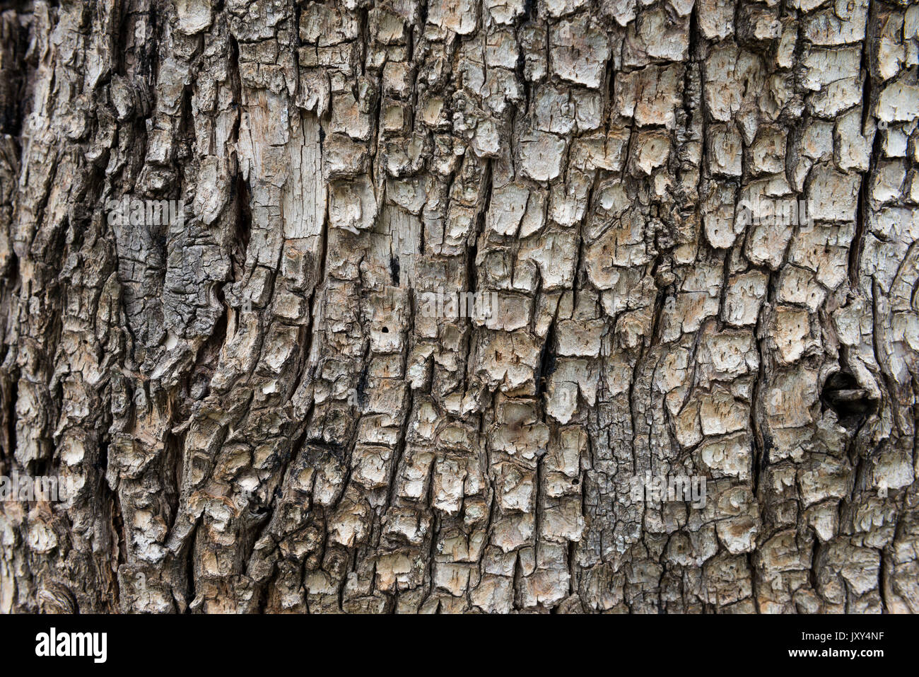 close up the texture and surface of rough tree skin Stock Photo - Alamy