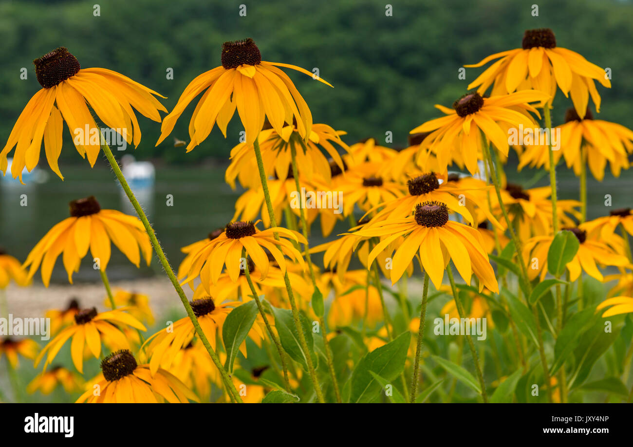 Spring background with beautiful yellow flowers Stock Photo - Alamy