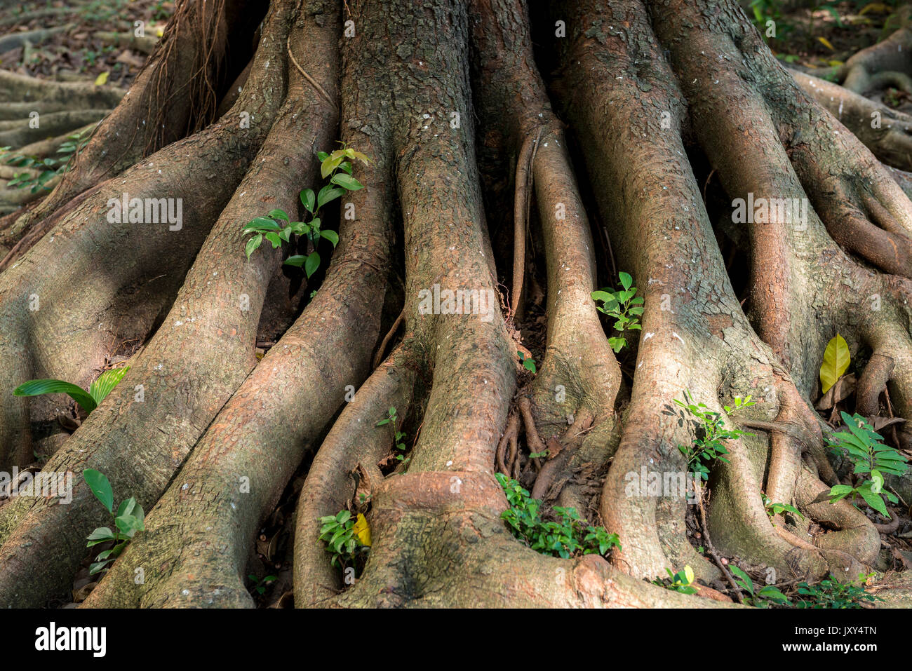 Tree root texture hi-res stock photography and images - Alamy