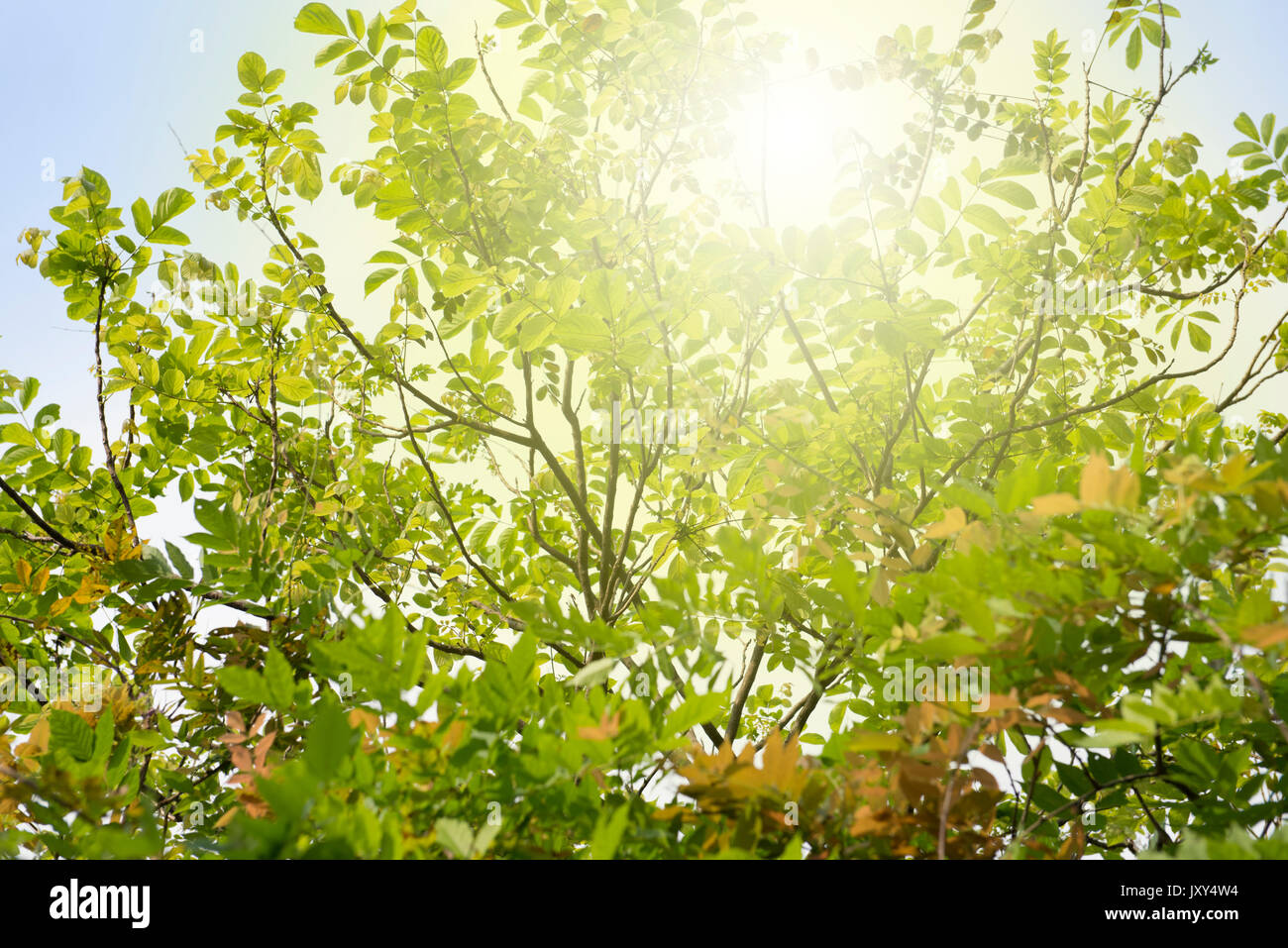 Tree with sunlight Stock Photo - Alamy