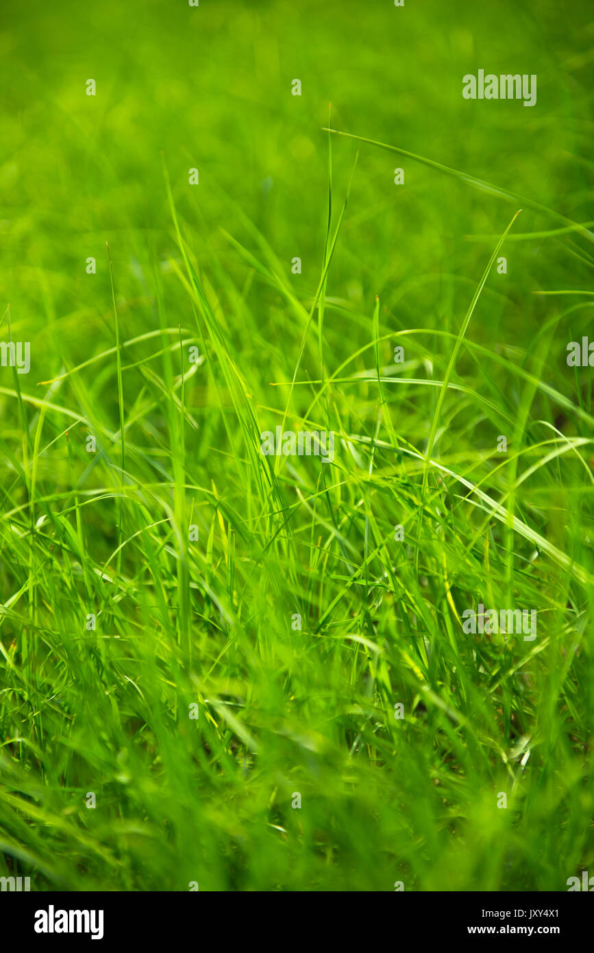 Fresh grass close up Stock Photo - Alamy