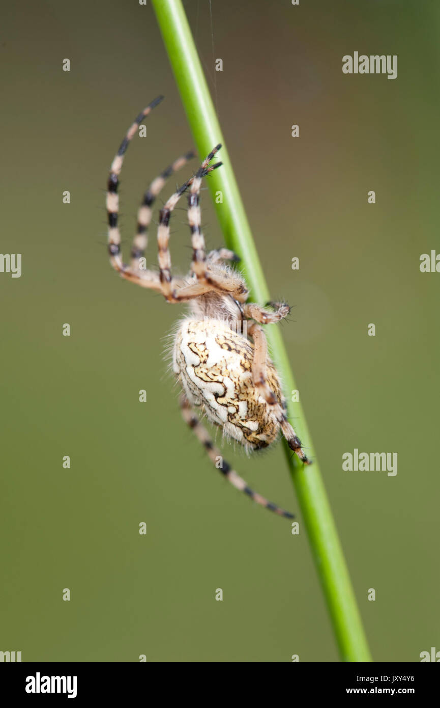 Orb Web Spider, Aculeperia ceropegia, Female, Bucegi Mountains, Romania ...