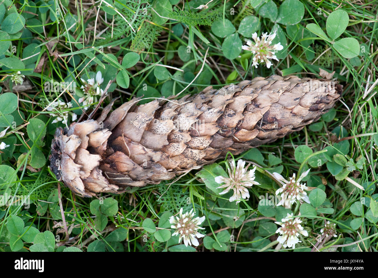 Pine cone on forest floor, Bucegi Mountains, Romania Stock Photo - Alamy